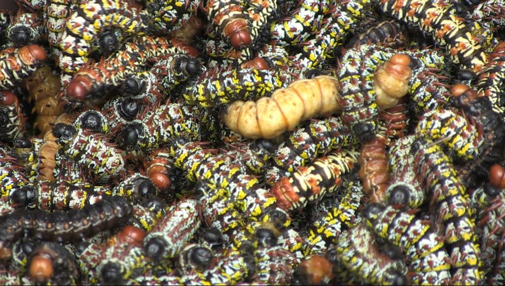 Makongo – AFRIKAMERA